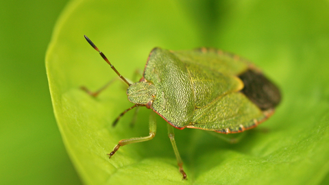 Common Green Shield Bug | The Wildlife Trusts
